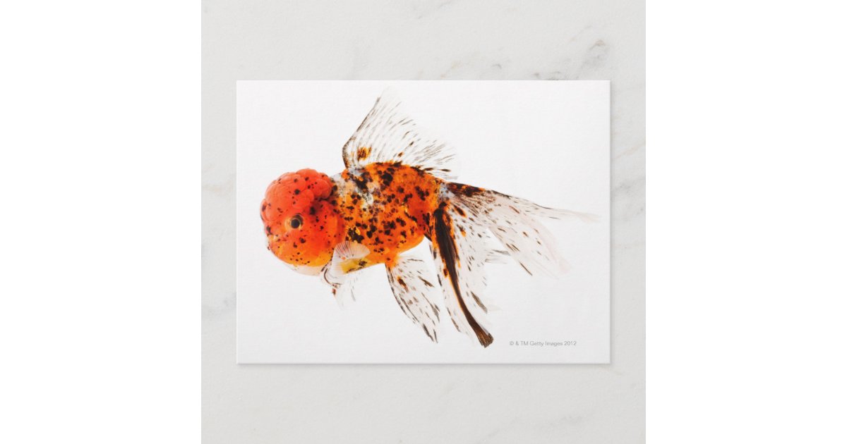 Calico lionhead goldfish (Carassius auratus) Postcard | Zazzle