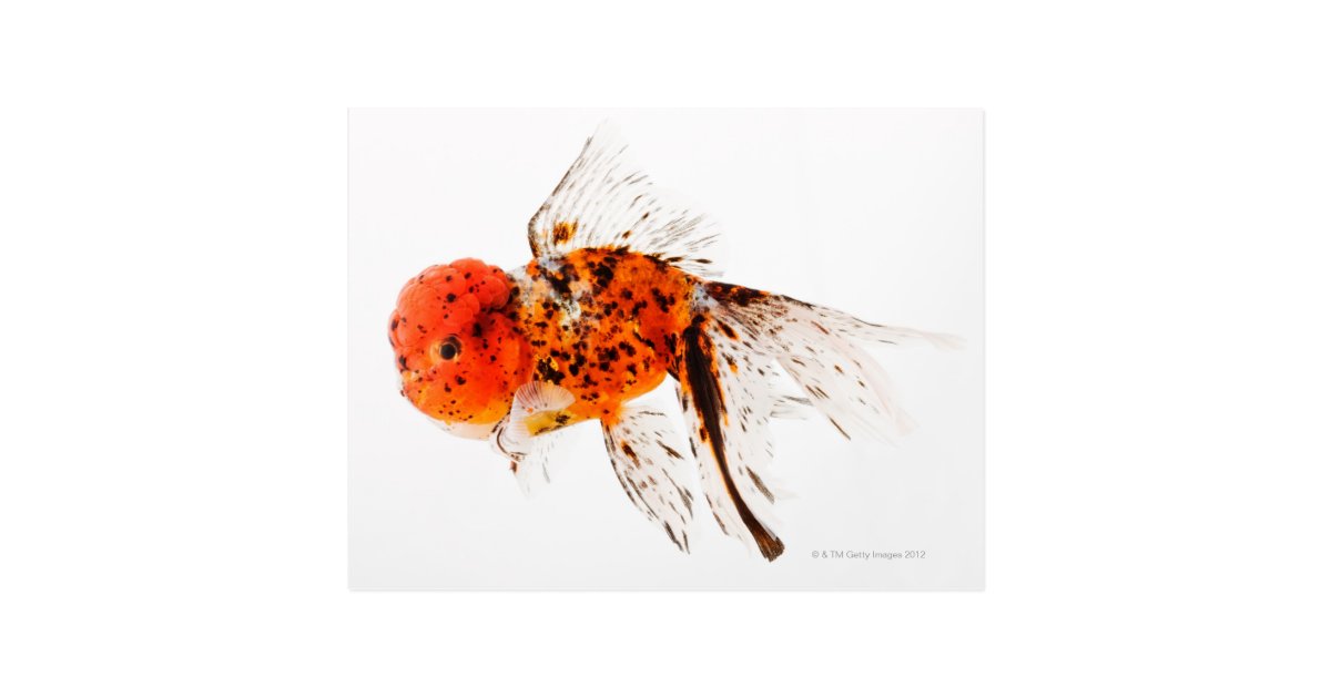 Calico lionhead goldfish (Carassius auratus) Postcard | Zazzle.com