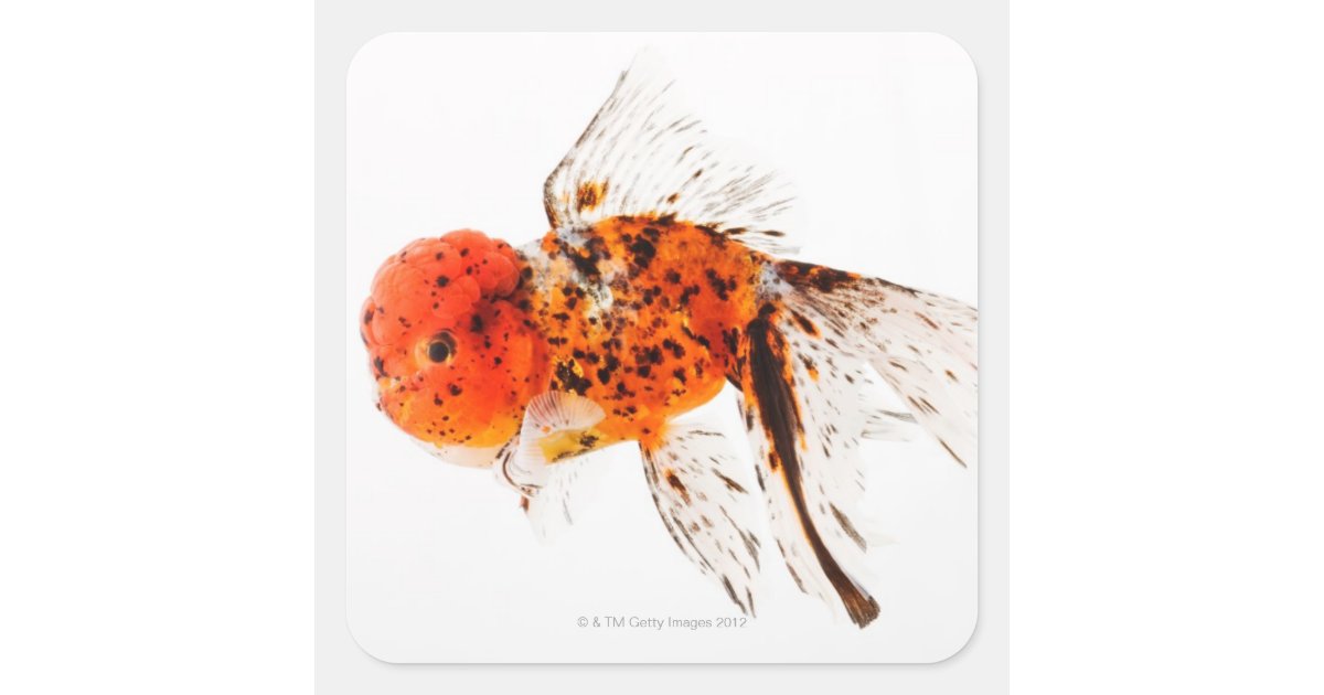 Calico lionhead goldfish (Carassius auratus) Square Sticker | Zazzle