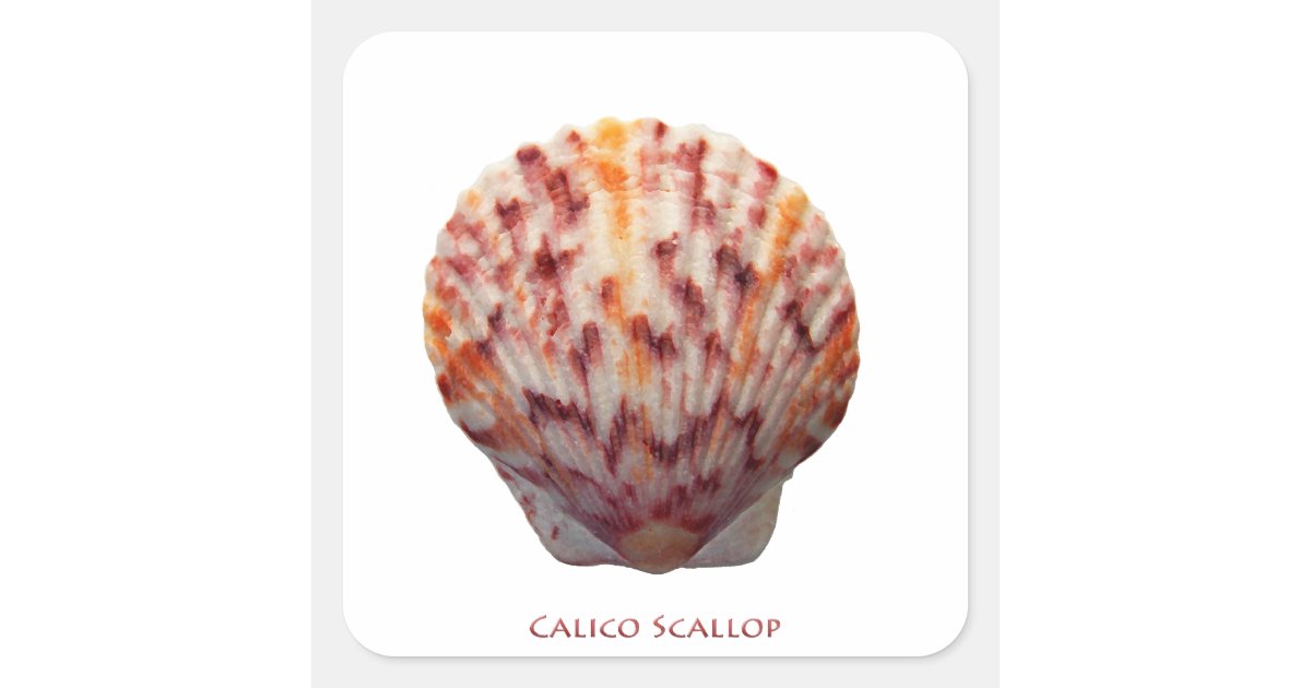 Calico Scallop Shell Square Sticker | Zazzle