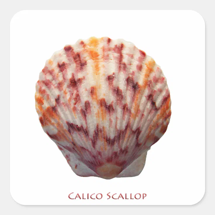 Calico Scallop Shell Square Sticker | Zazzle