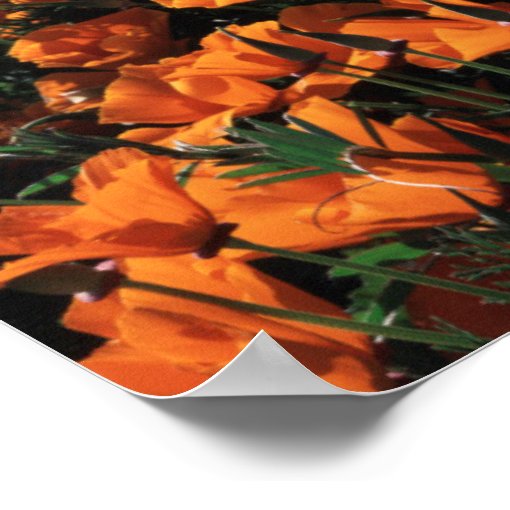 California, Big Sur Coast, California Poppy Poster | Zazzle