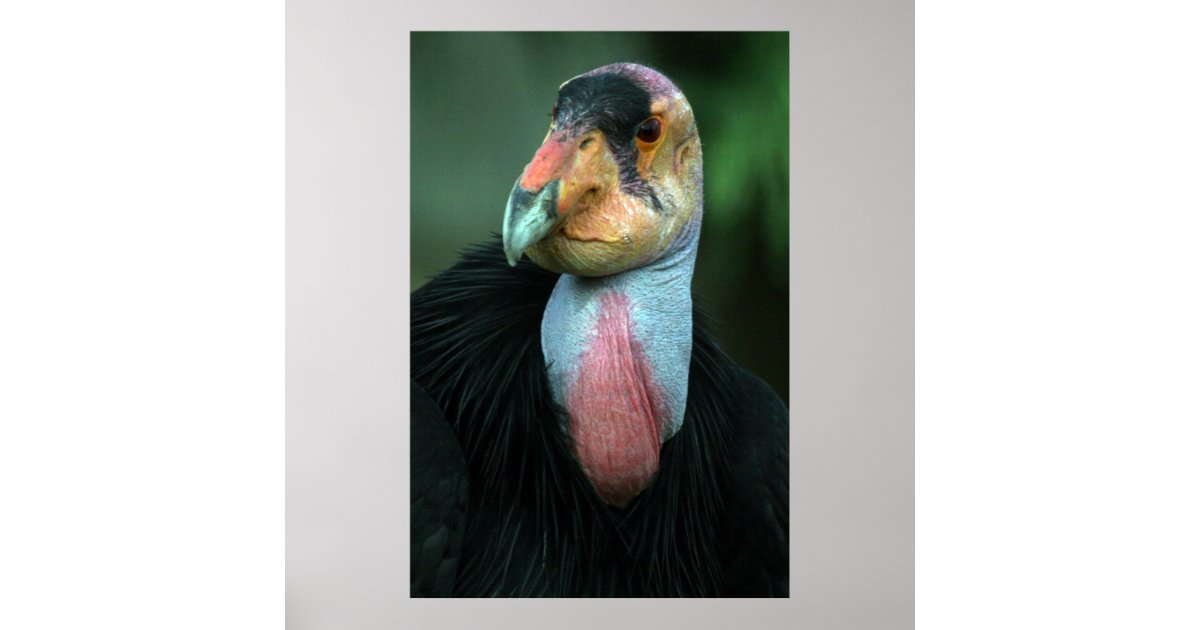 California Condor Poster | Zazzle