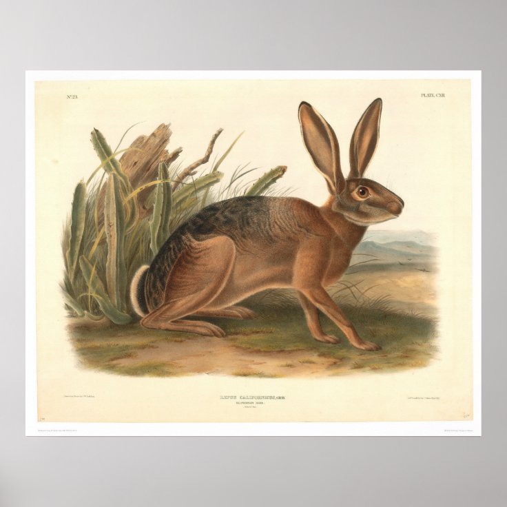 California Hare by Audubon (0177A) Poster | Zazzle