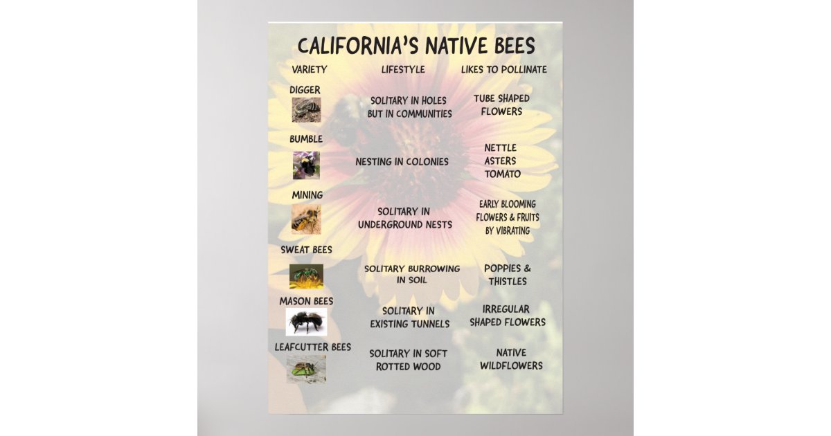 California Native Bees Poster | Zazzle