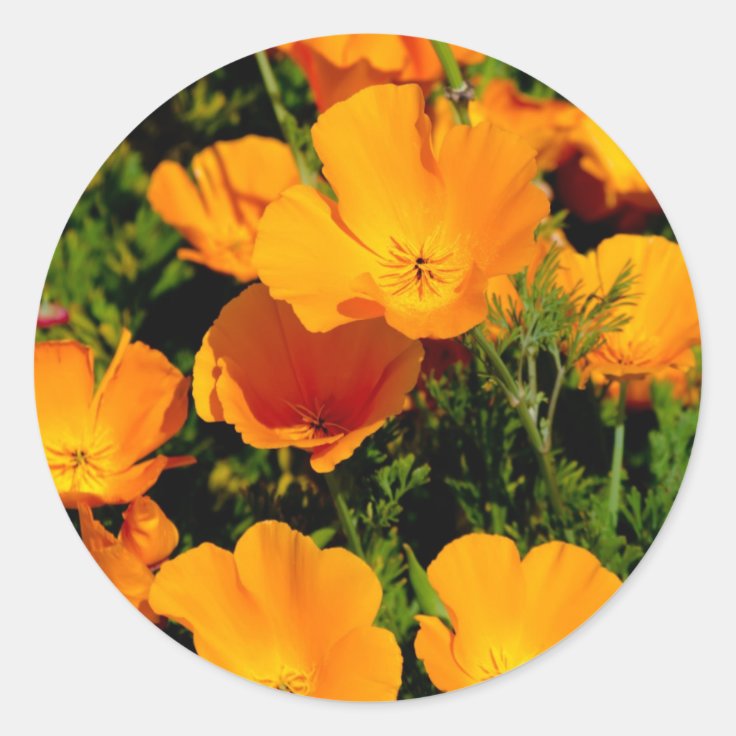 "California Poppy" Classic Round Sticker | Zazzle