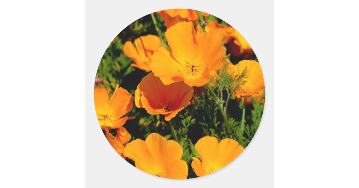 "California Poppy" Classic Round Sticker | Zazzle