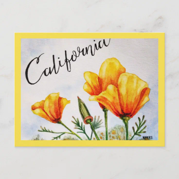 California Poppy Postcard | Zazzle