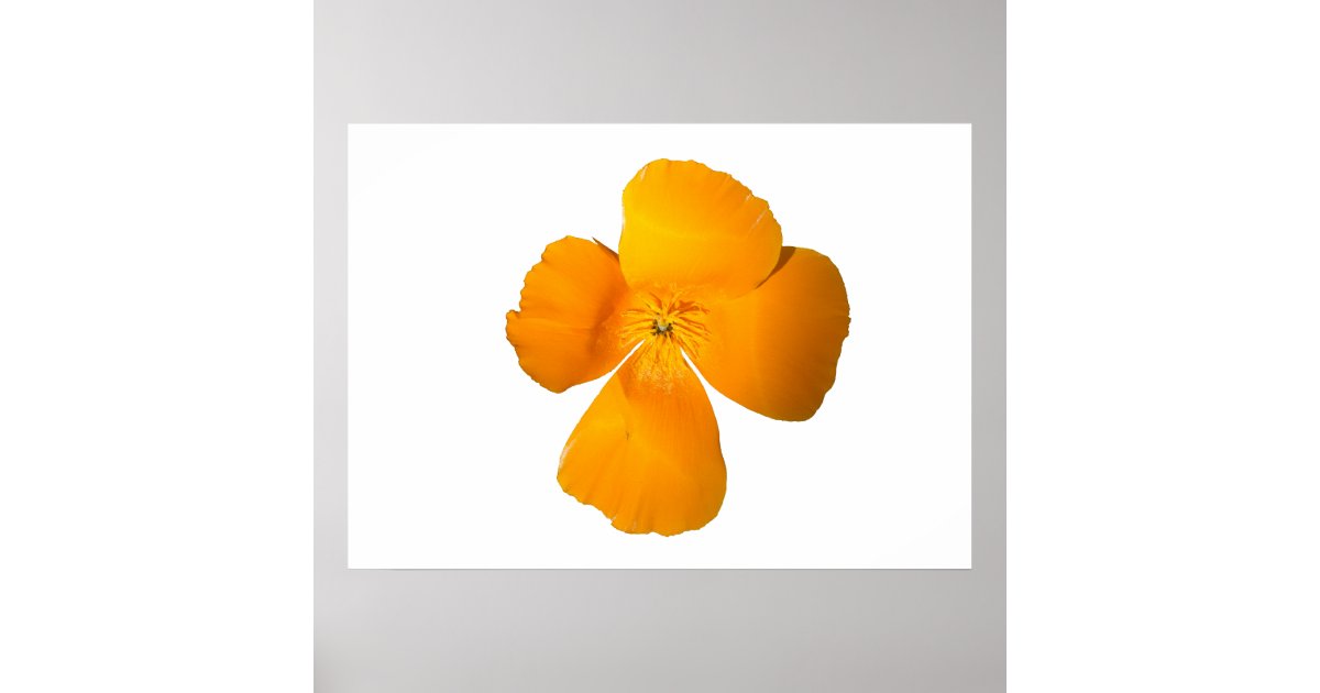 California Poppy Poster | Zazzle