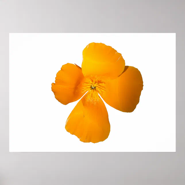 California Poppy Poster | Zazzle