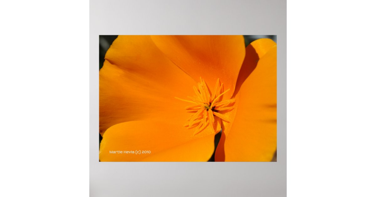California Poppy Poster | Zazzle