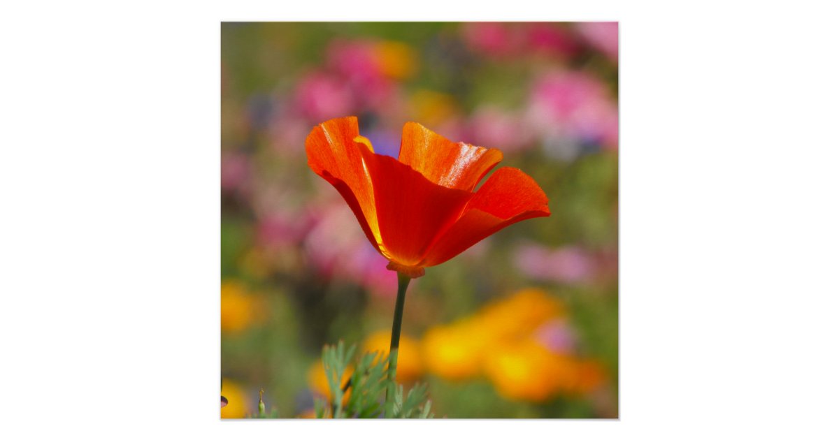 California Poppy Poster | Zazzle