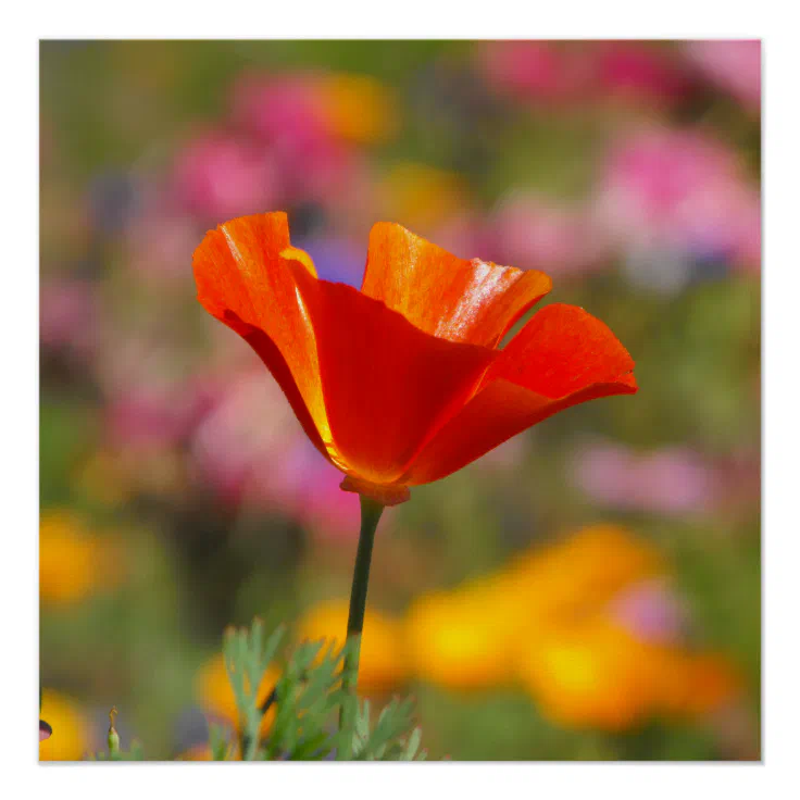 California Poppy Poster | Zazzle