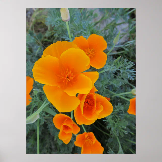 California Poppy State Flower Poster | Zazzle