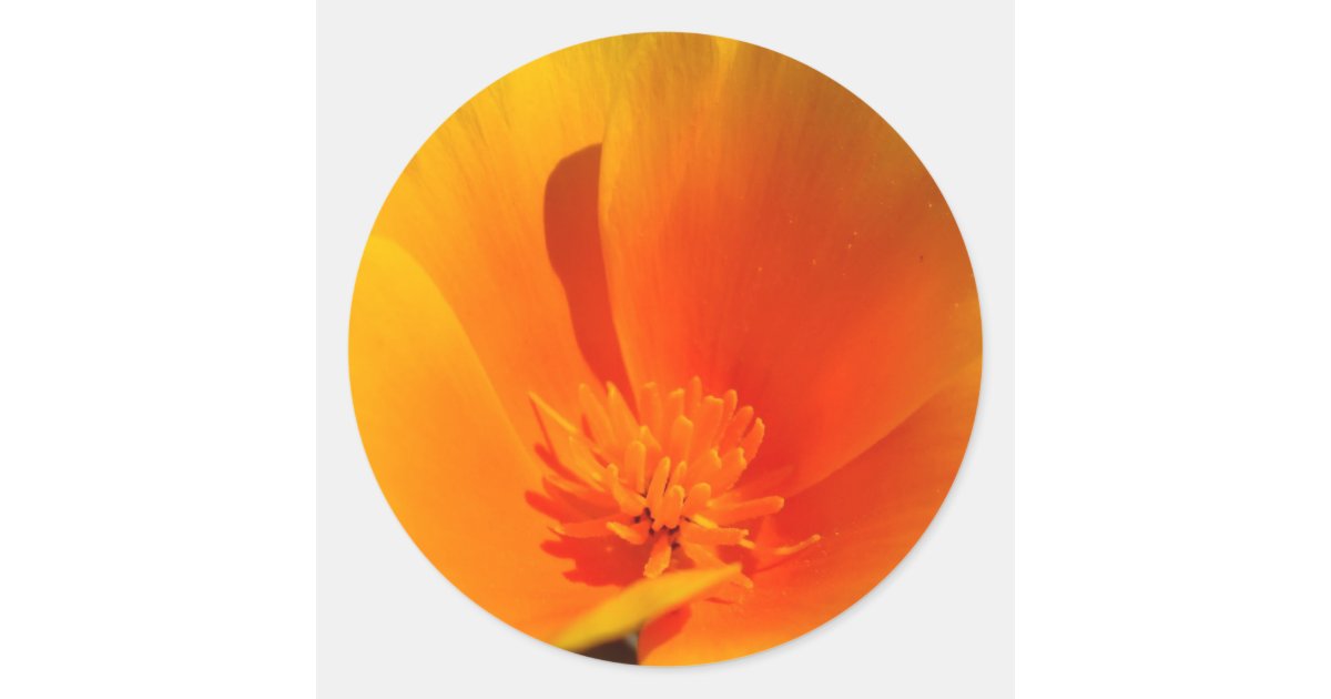 California Poppy stickers | Zazzle