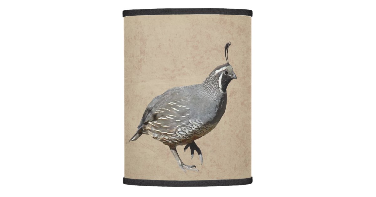 CALIFORNIA QUAIL LAMP SHADE | Zazzle