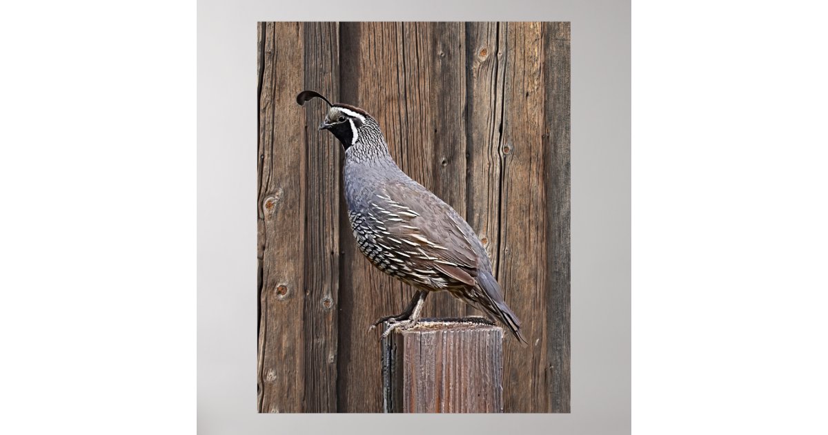CALIFORNIA QUAIL ON BARNBOARD POSTER | Zazzle