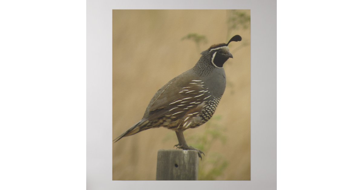 California Quail Poster | Zazzle
