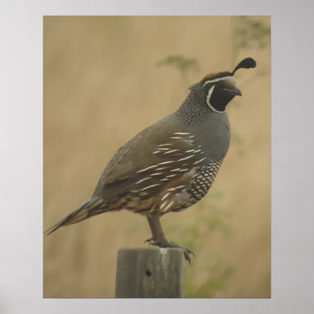 California Quail Poster | Zazzle