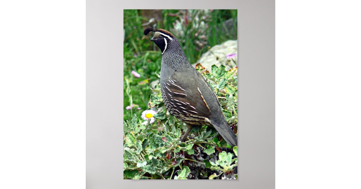 California quail poster | Zazzle