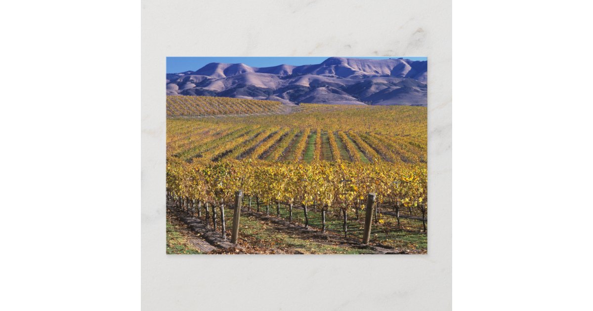 California, San Luis Obispo County, Edna Valley Postcard | Zazzle