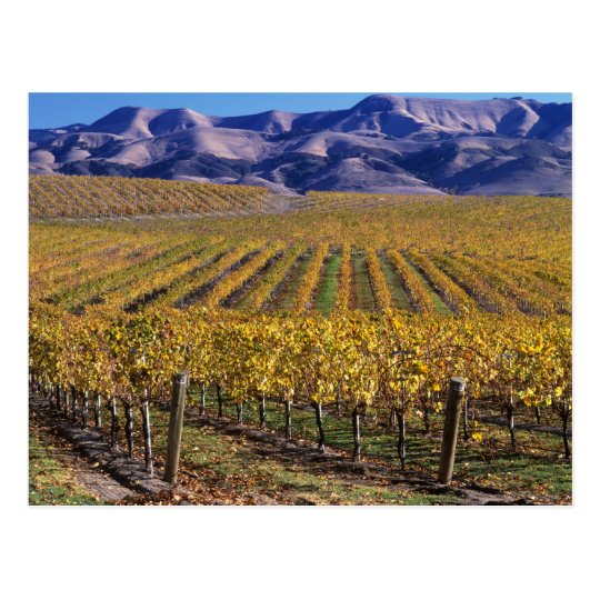 California, San Luis Obispo County, Edna Valley Postcard | Zazzle.com
