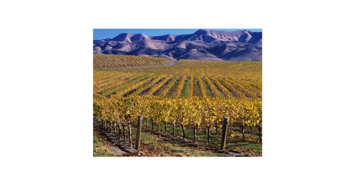 California, San Luis Obispo County, Edna Valley Postcard | Zazzle.com