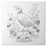 california state bird coloring page
