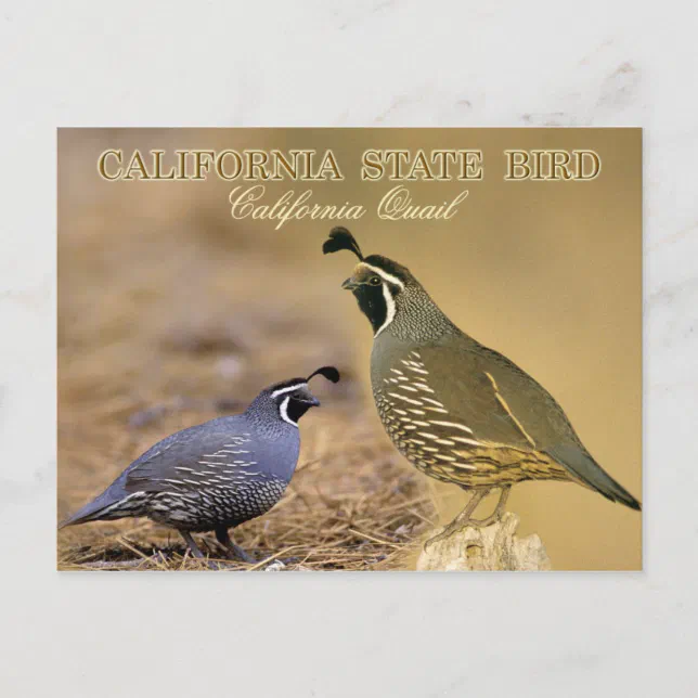 California State Bird - California Quail Postcard | Zazzle