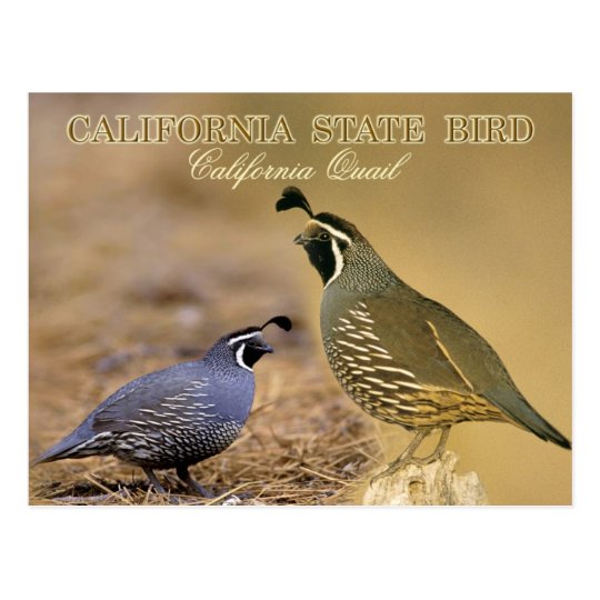 California State Bird - California Quail Postcard | Zazzle.com