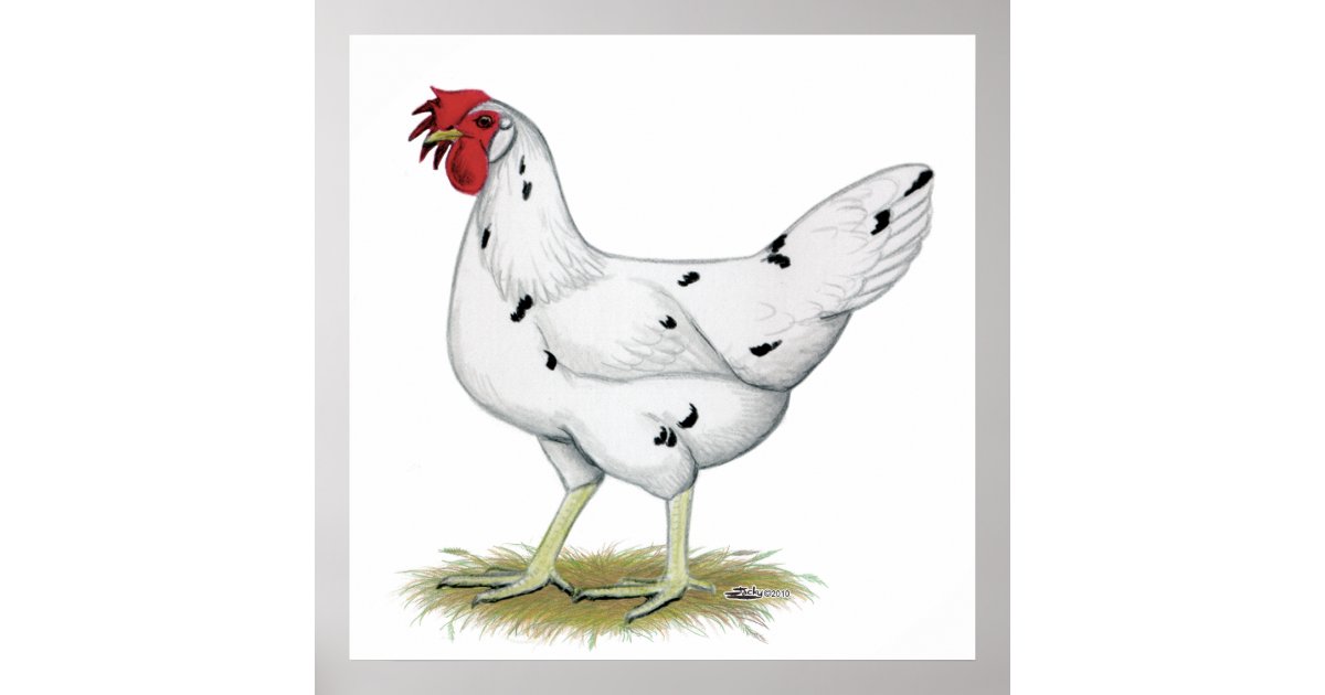 California White Hen Poster | Zazzle