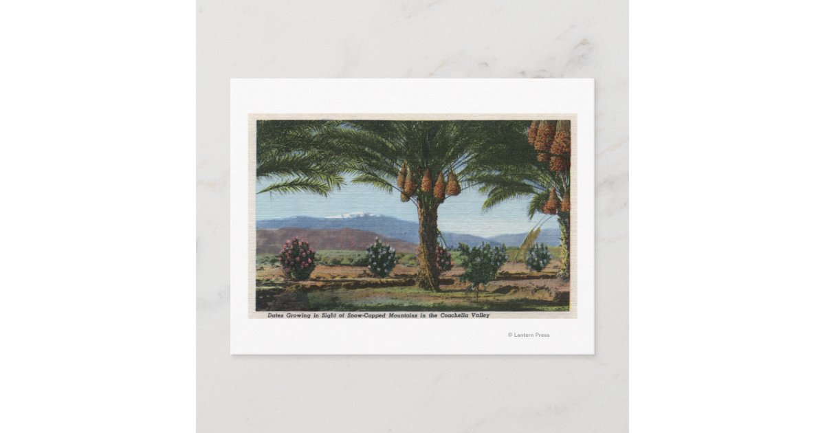 CaliforniaDates Growing in the Coachella Postcard | Zazzle