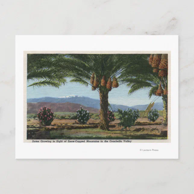 CaliforniaDates Growing in the Coachella Postcard | Zazzle