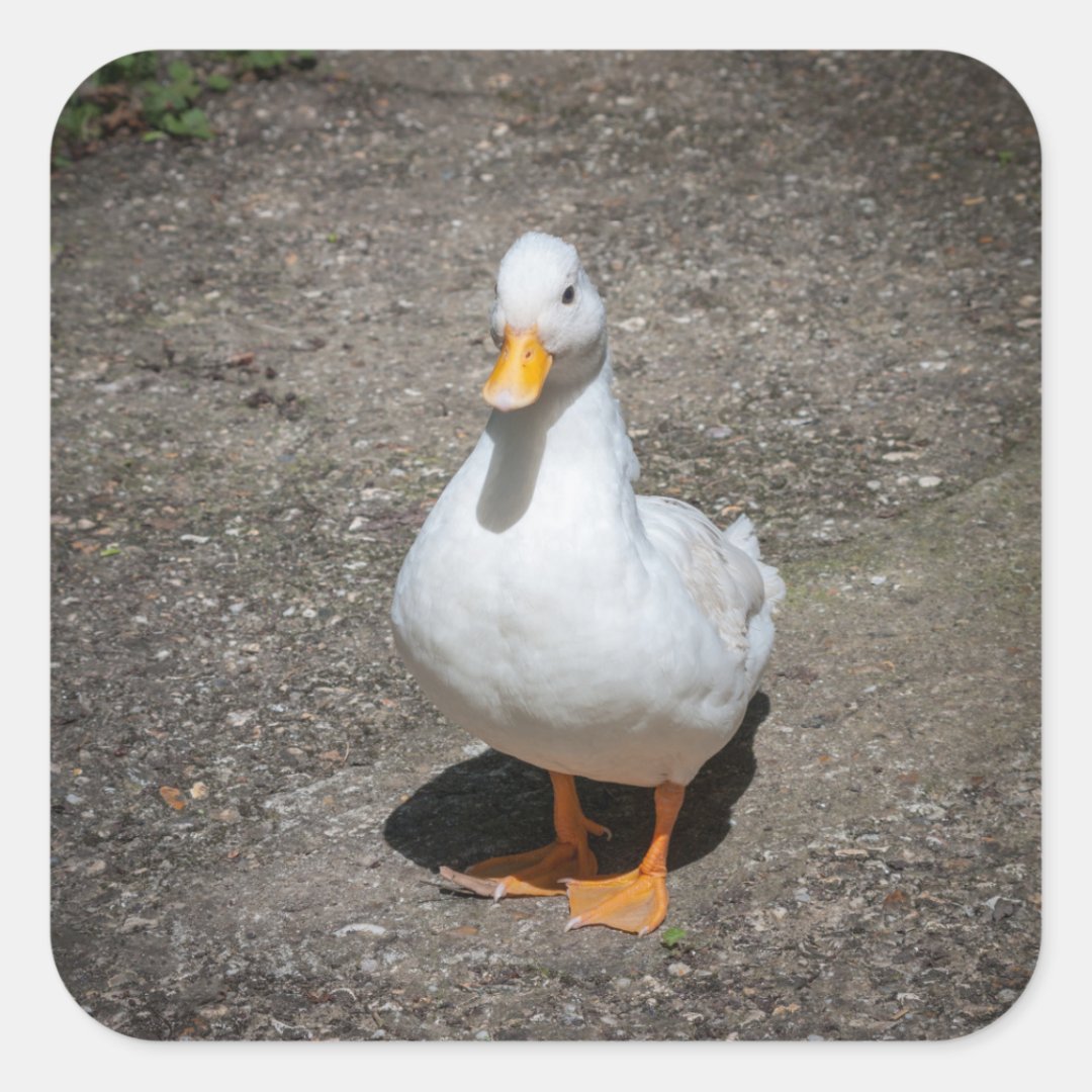 Call duck square sticker | Zazzle