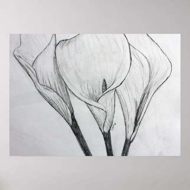 Calla Lilies Pencil Sketch Drawing Art Print | Zazzle