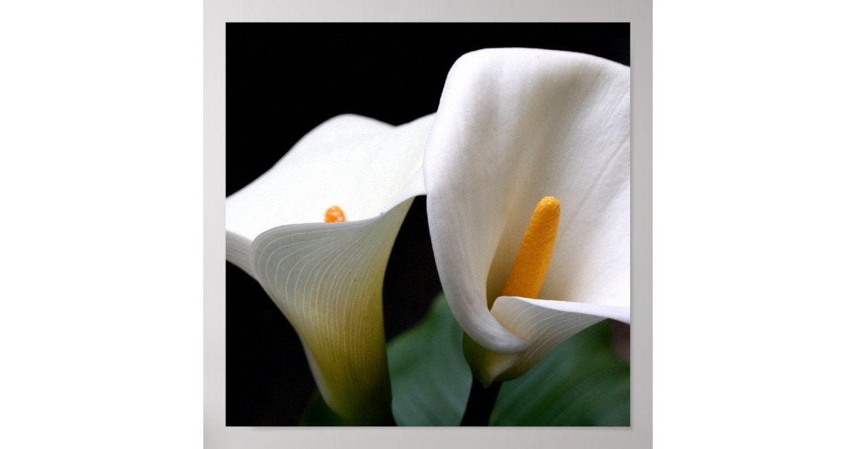 Calla Lily Poster Print | Zazzle.com