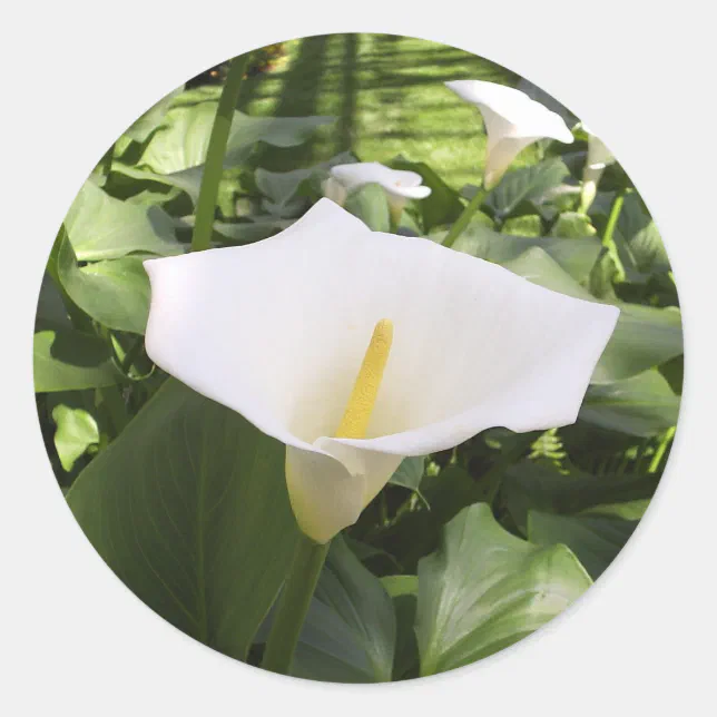 Calla-Lily Sticker | Zazzle