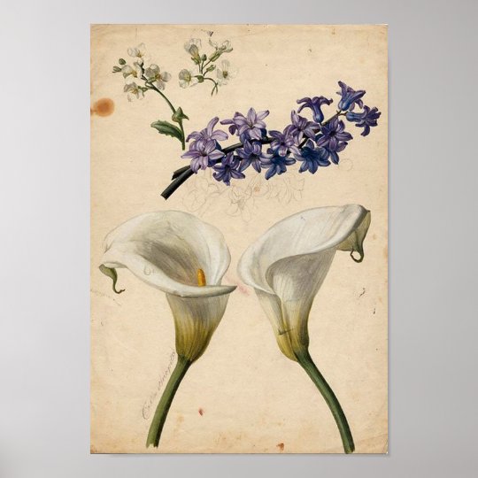 Calla Lily Vintage Botanical Print | Zazzle.com