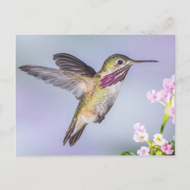 Calliope Hummingbird Flying in Purple & Pink Postcard | Zazzle