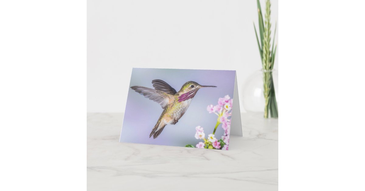 Calliope Hummingbird Flying in Purple Sympathy Card | Zazzle