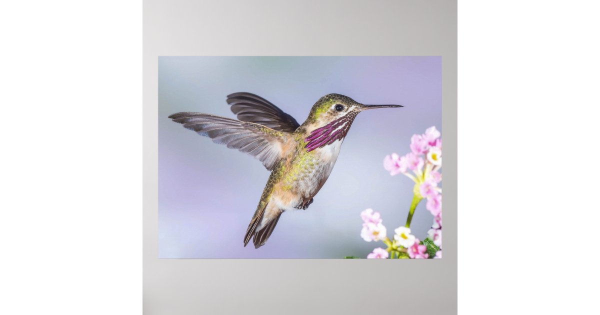 Calliope Hummingbird in Flight Poster | Zazzle