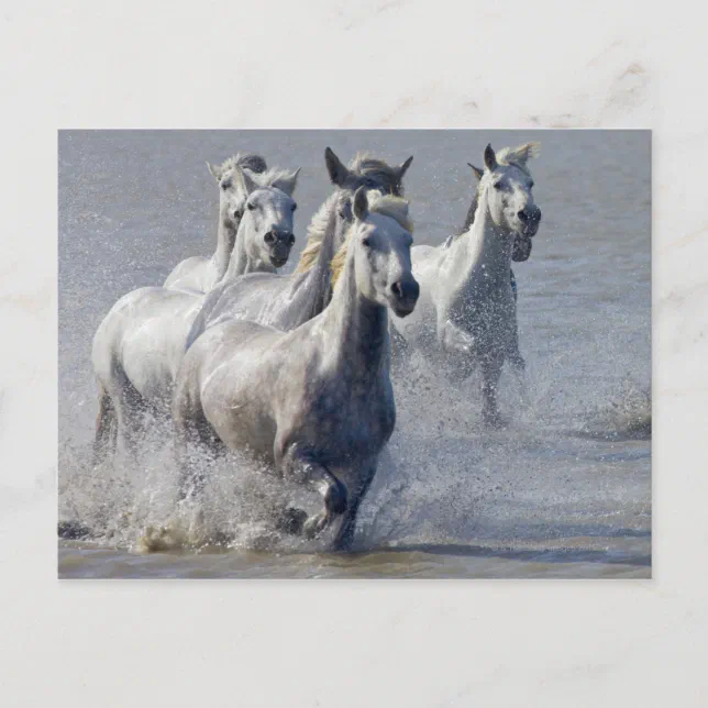 Camargue horses running on marshland to cross postcard | Zazzle