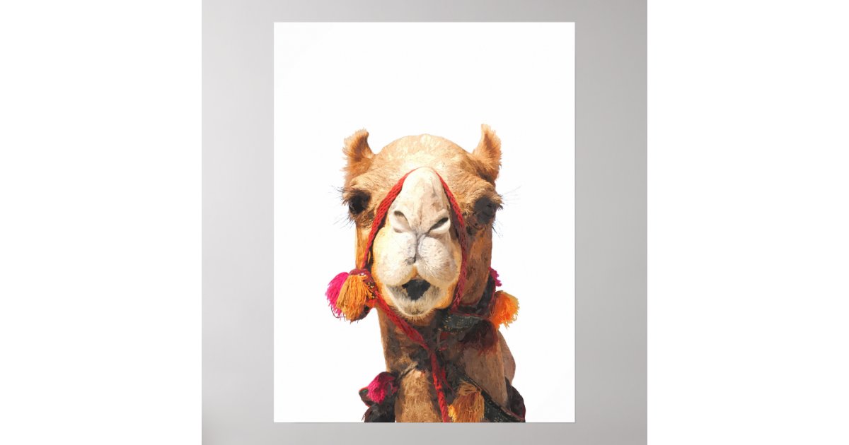 Camel desert animal portrait poster | Zazzle