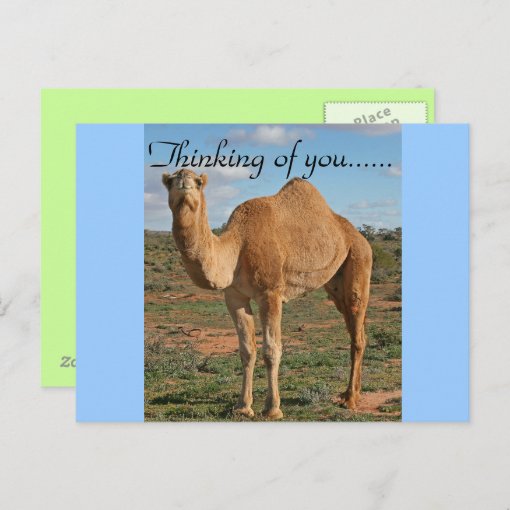 Camel Desert Destiny Zazzle Thinking of You Postcard | Zazzle