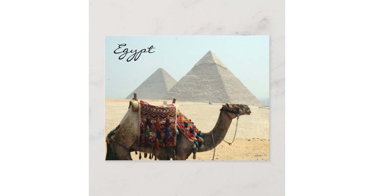 camel egypt pyramid postcard | Zazzle