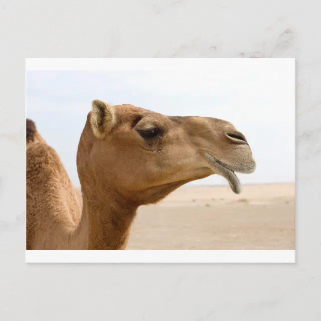 Camel face postcard | Zazzle
