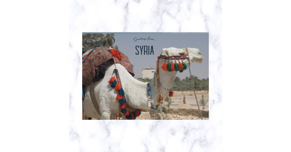 Camel in Syria Postcard | Zazzle