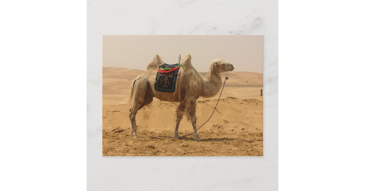 Camel in the desert postcard | Zazzle