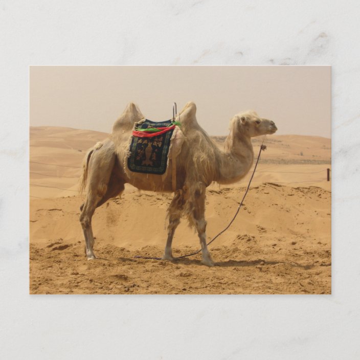 Camel in the desert postcard | Zazzle