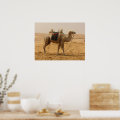 Camel in the desert poster | Zazzle